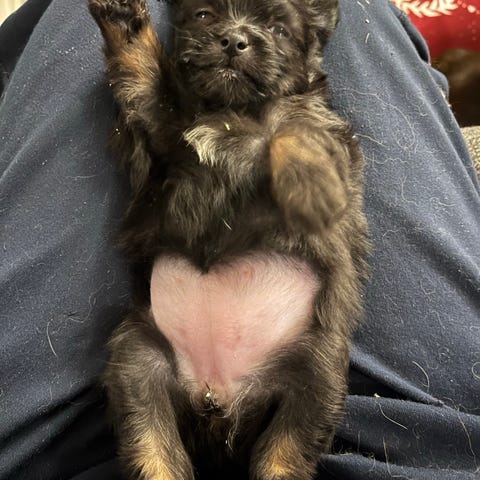 Raclette grill for 8 personer ubrukt | FINN-torget