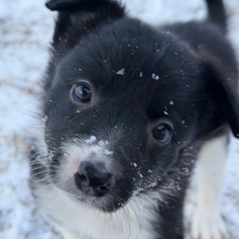 Borderjack (Border Collie & Jack Russell Terrier) valper | FINN-torget