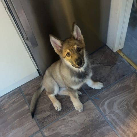 Vakker blanding valp selges | FINN-torget