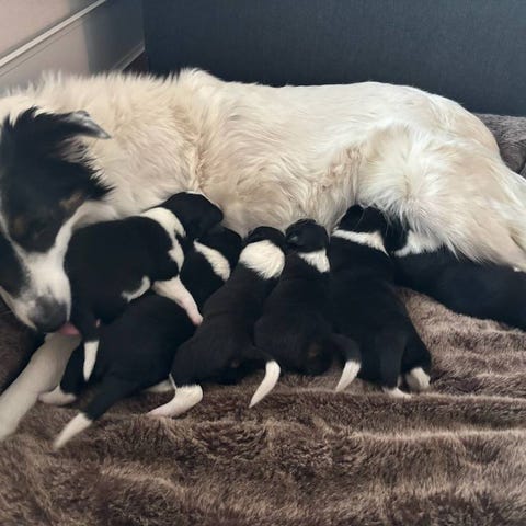 Vakker blanding valp selges | FINN-torget