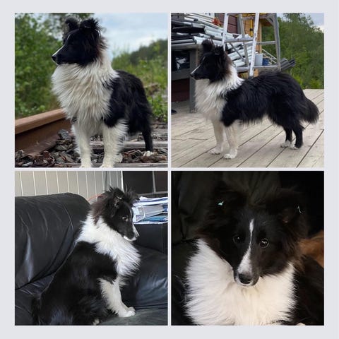 Valper av Husky / Border Collie selges | FINN-torget