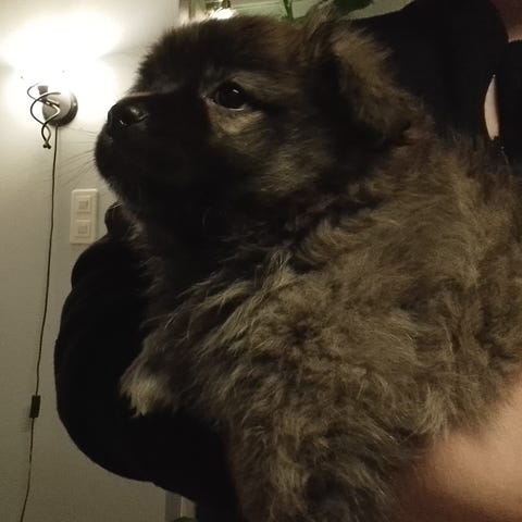 Vakker blanding valp selges | FINN-torget