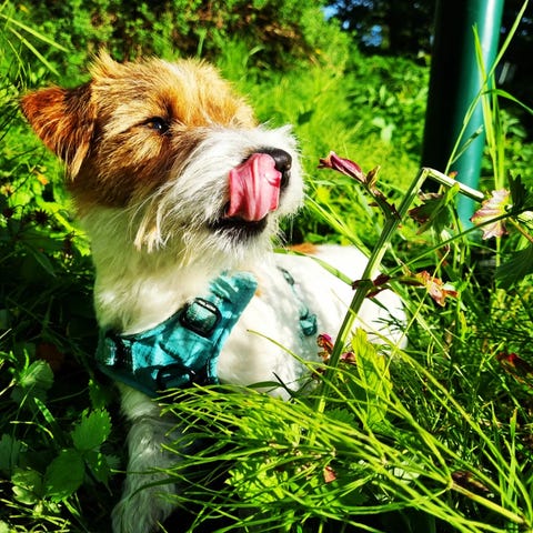 Ung jack russel Terrier søker sitt for evig hjem | FINN-torget