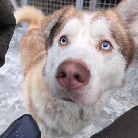 Kickspark Max selges. | FINN-torget