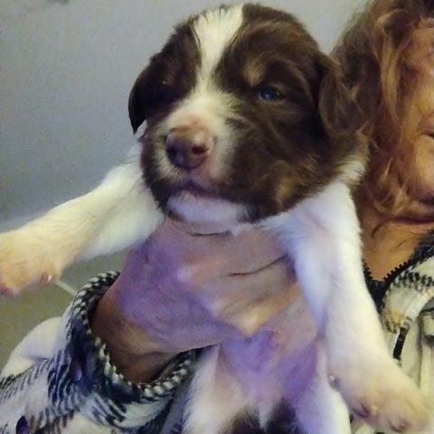 Vakker blanding valp selges | FINN-torget