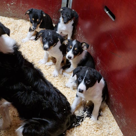 Border Collie leveringsklare valper | FINN-torget