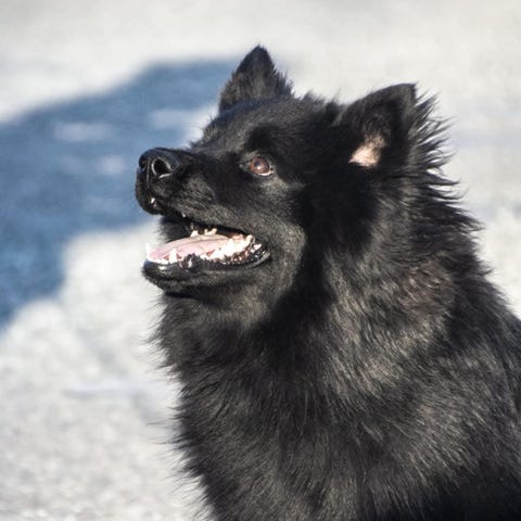 4PetsPro kvalitet Medium hundebur med matte | FINN-torget