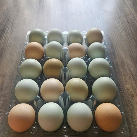 Egg fra frittgående høner | FINN-torget