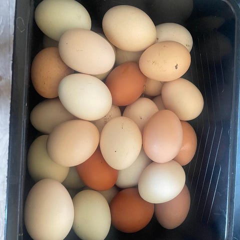 Egg fra frittgående høner | FINN-torget