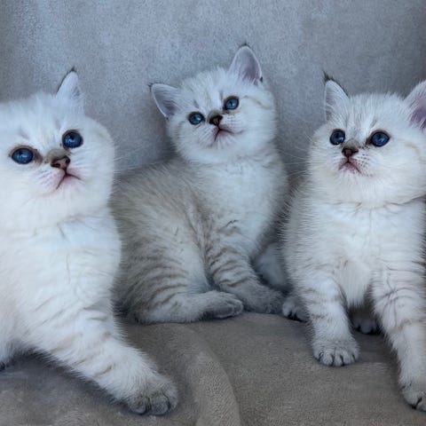 Kattunge | FINN-torget