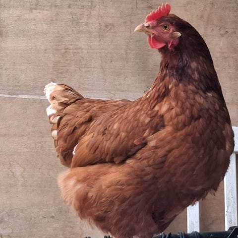 Egg fra frittgående høner | FINN-torget
