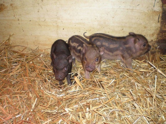 Små Minigriser. Minigris unger til salgs | FINN-torget