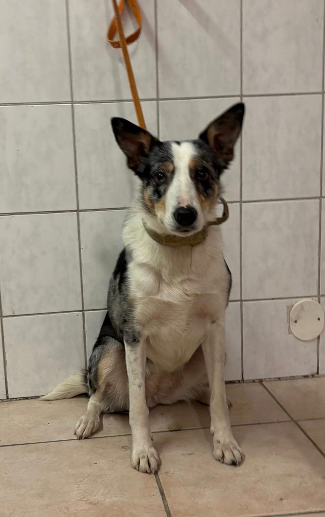 Hunder | til salgs (side 1) | FINN Torget