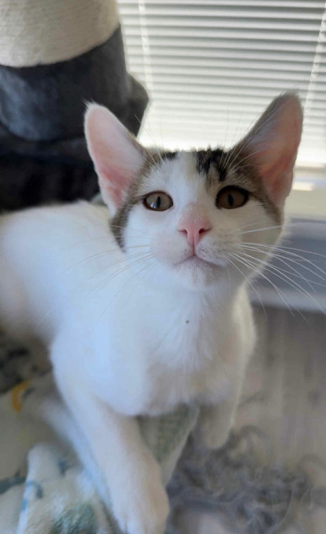 Katter | til salgs (side 1) | FINN Torget