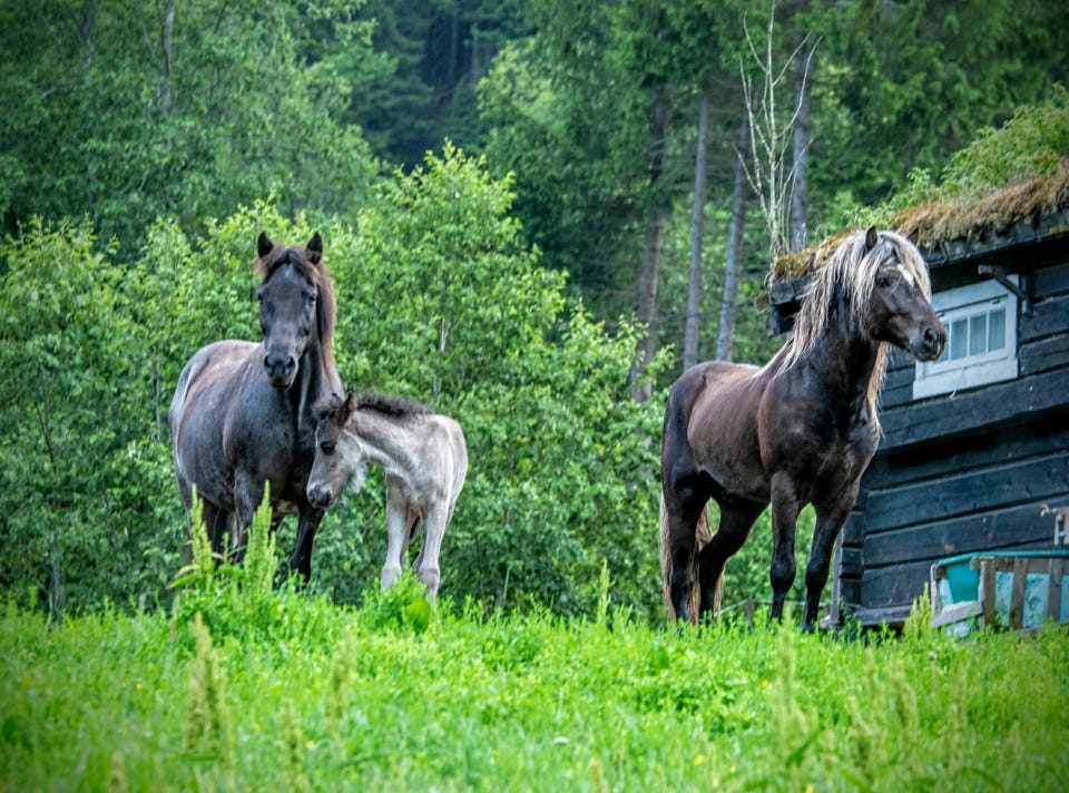 Hester | til salgs | FINN Torget