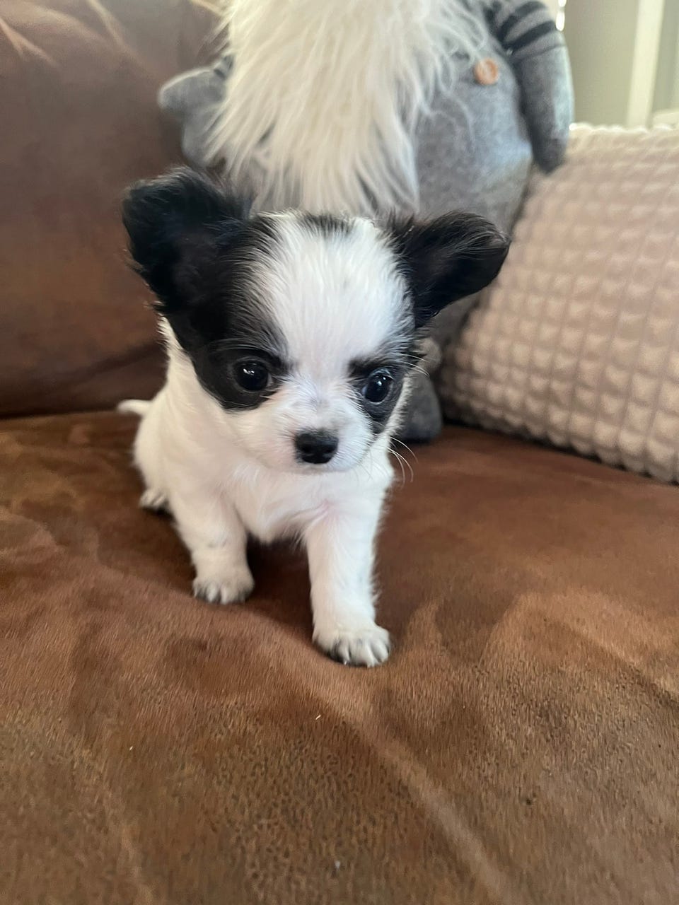 Klær - Chihuahua valp | FINN-torget