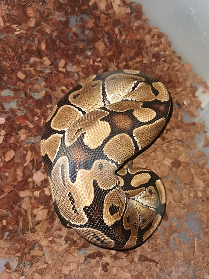 Kongepyton selges. | FINN torget