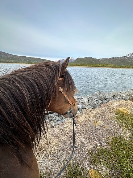 Verdens fineste valakk selges | FINN torget